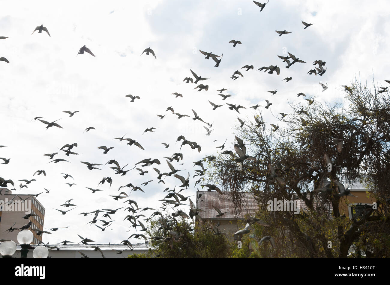 Flock of Pigeons Flying Stock Photo - Alamy