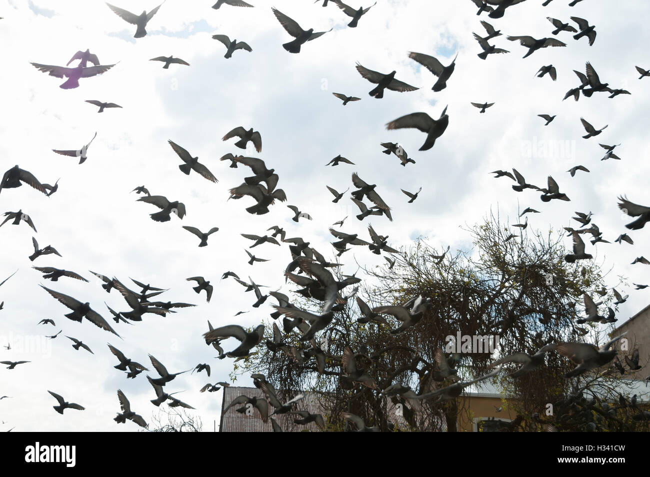 Flock pigeons hi-res stock photography and images - Alamy
