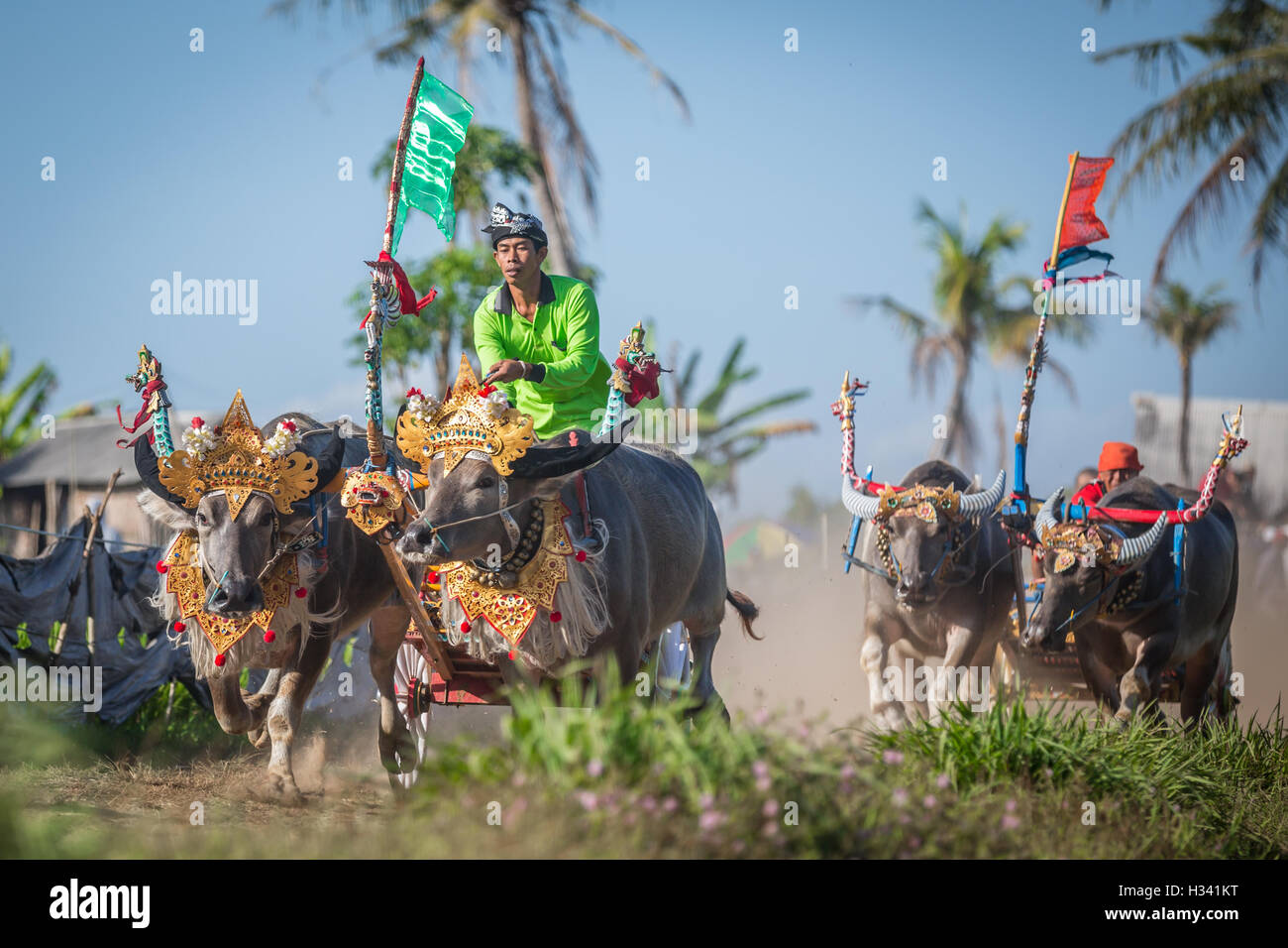 BALI, INDONESIA - SEPTEMBER 11: Traditional buffalo race known as ...