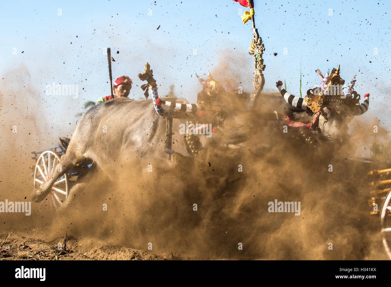 BALI, INDONESIA - SEPTEMBER 11: Traditional buffalo race known as ...