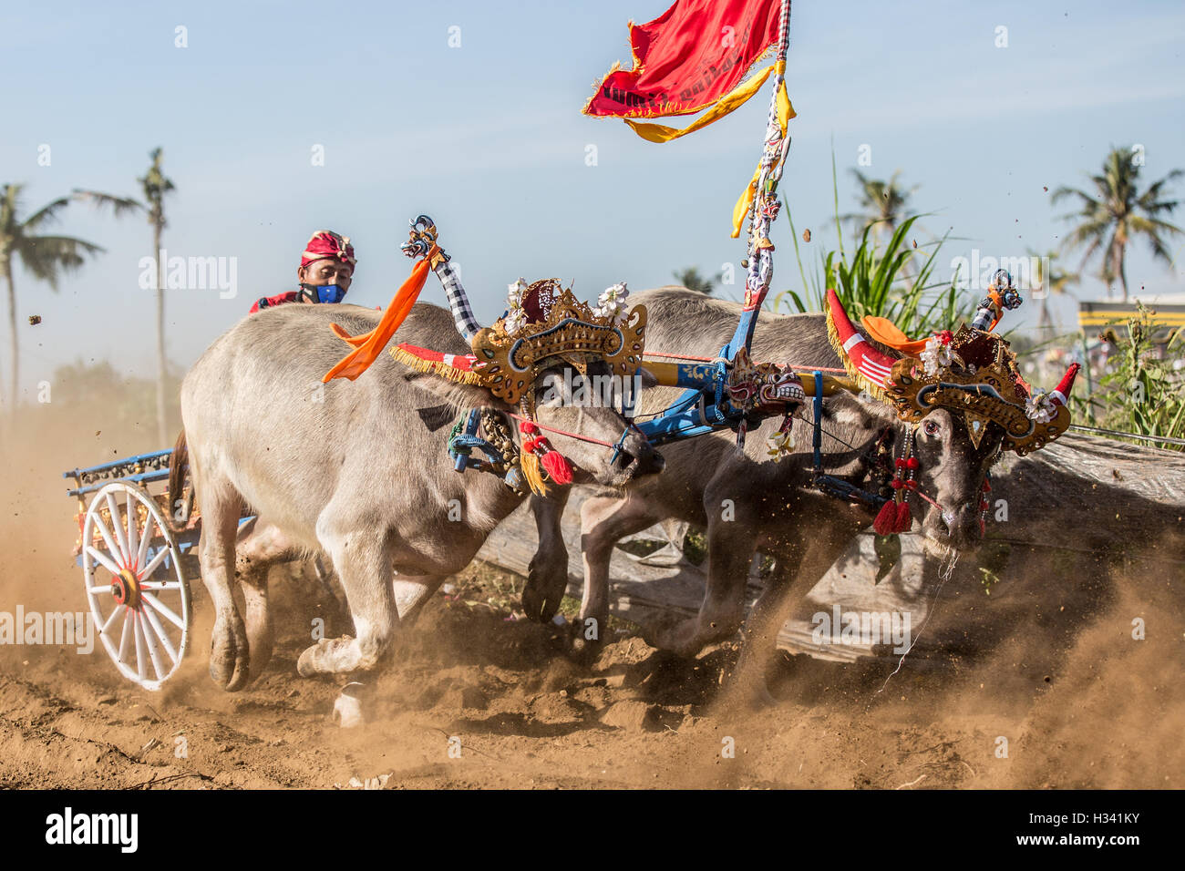 Mekepung hi-res stock photography and images - Alamy