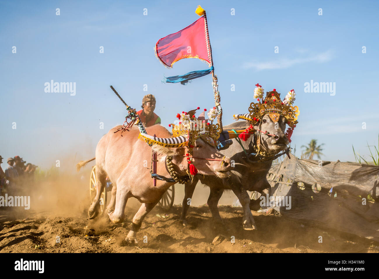 BALI, INDONESIA - SEPTEMBER 11: Traditional buffalo race known as ...