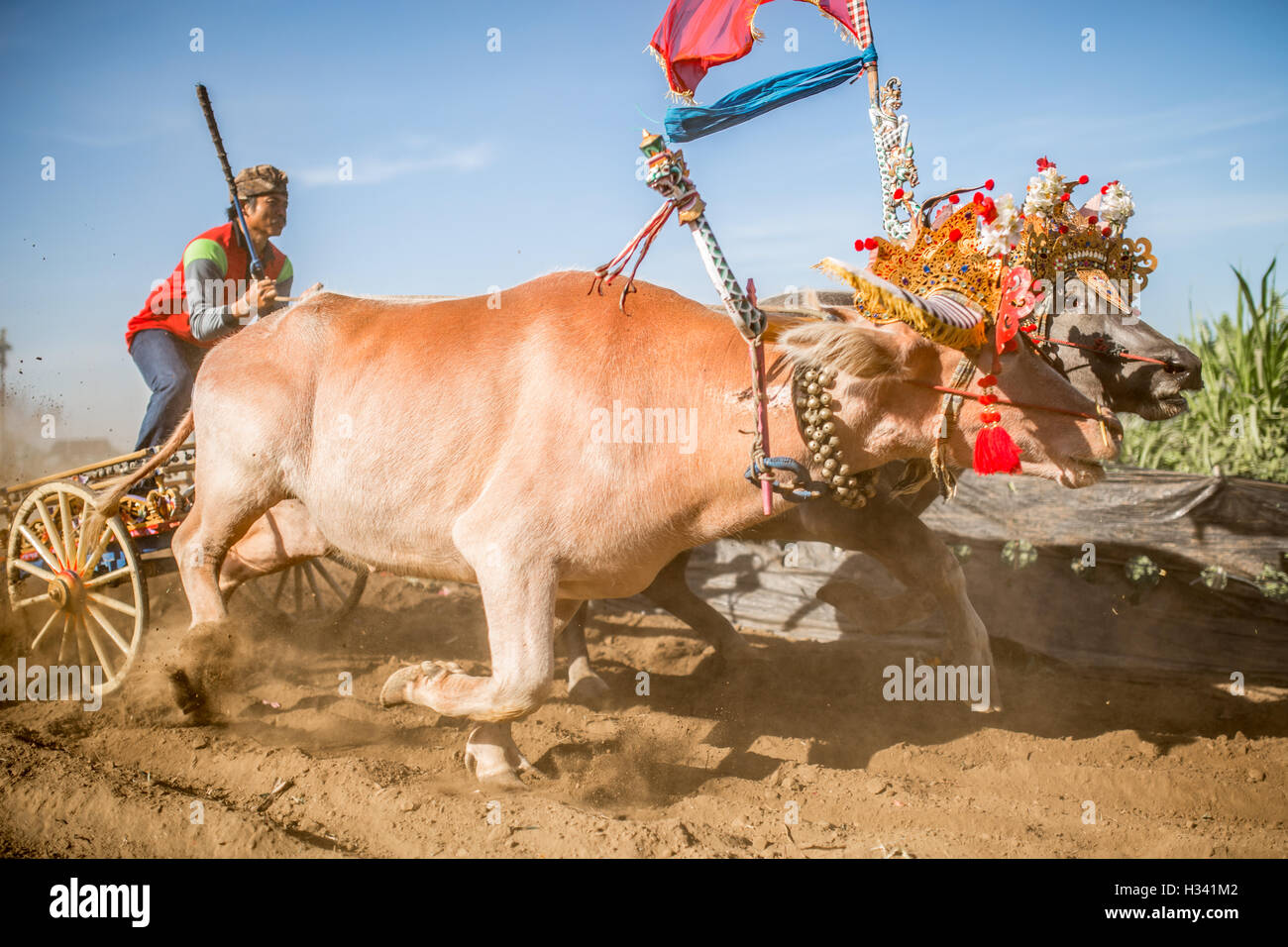 BALI, INDONESIA - SEPTEMBER 11: Traditional buffalo race known as ...