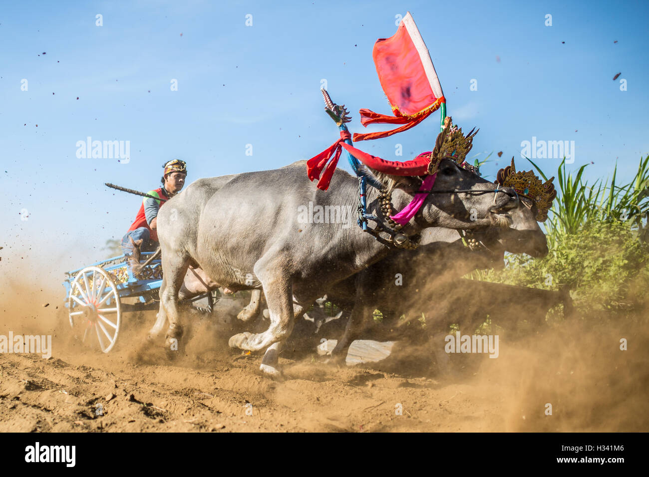 BALI, INDONESIA - SEPTEMBER 11: Traditional buffalo race known as ...