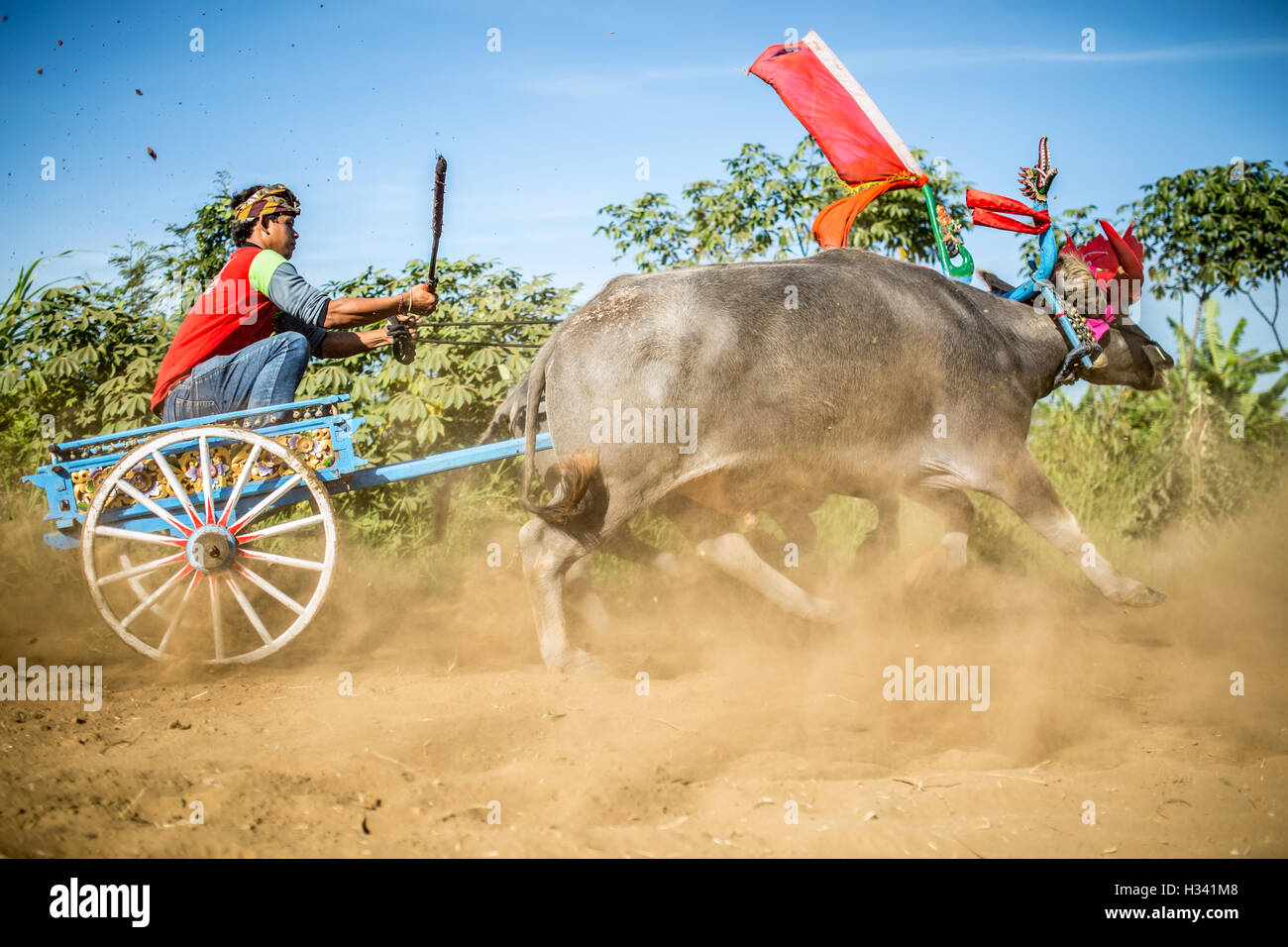 BALI, INDONESIA - SEPTEMBER 11: Traditional buffalo race known as ...