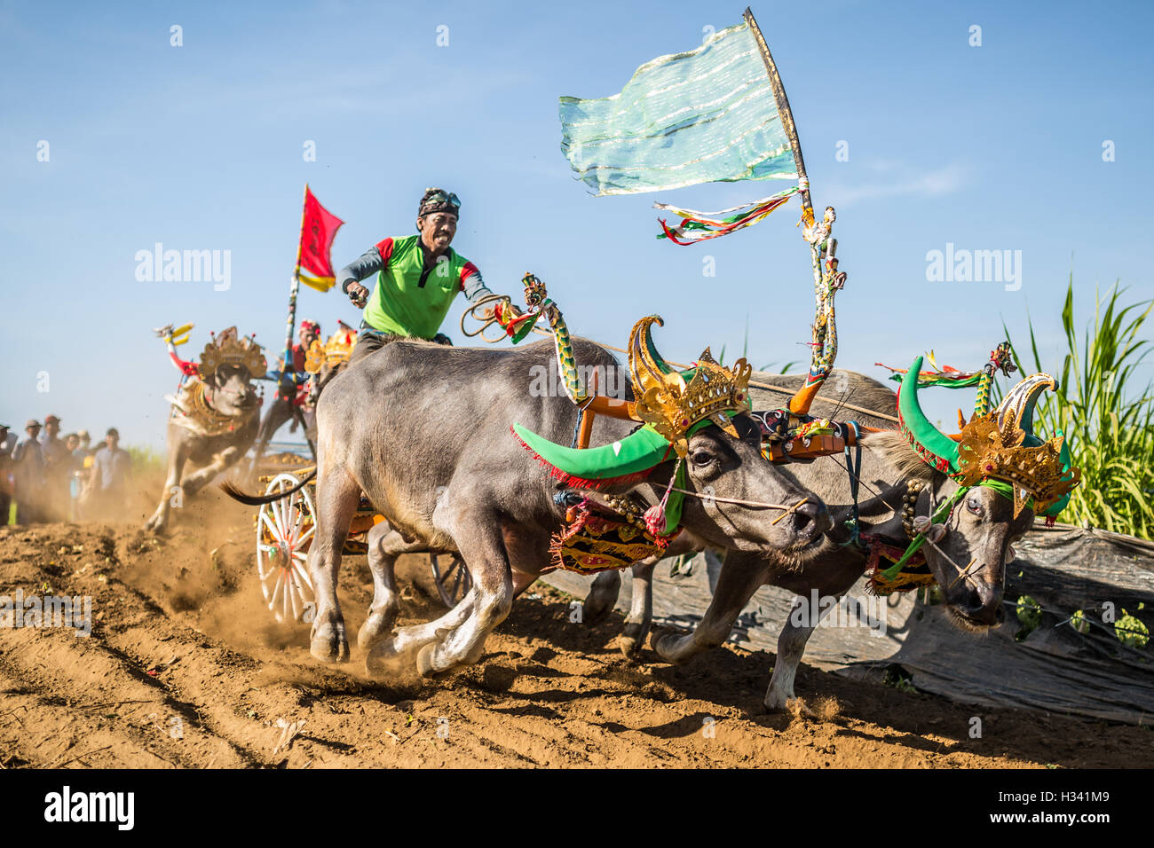 BALI, INDONESIA - SEPTEMBER 11: Traditional buffalo race known as ...