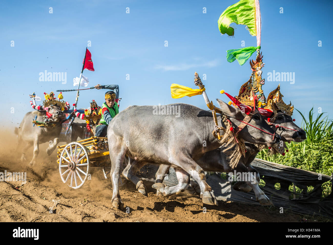BALI, INDONESIA - SEPTEMBER 11: Traditional buffalo race known as ...