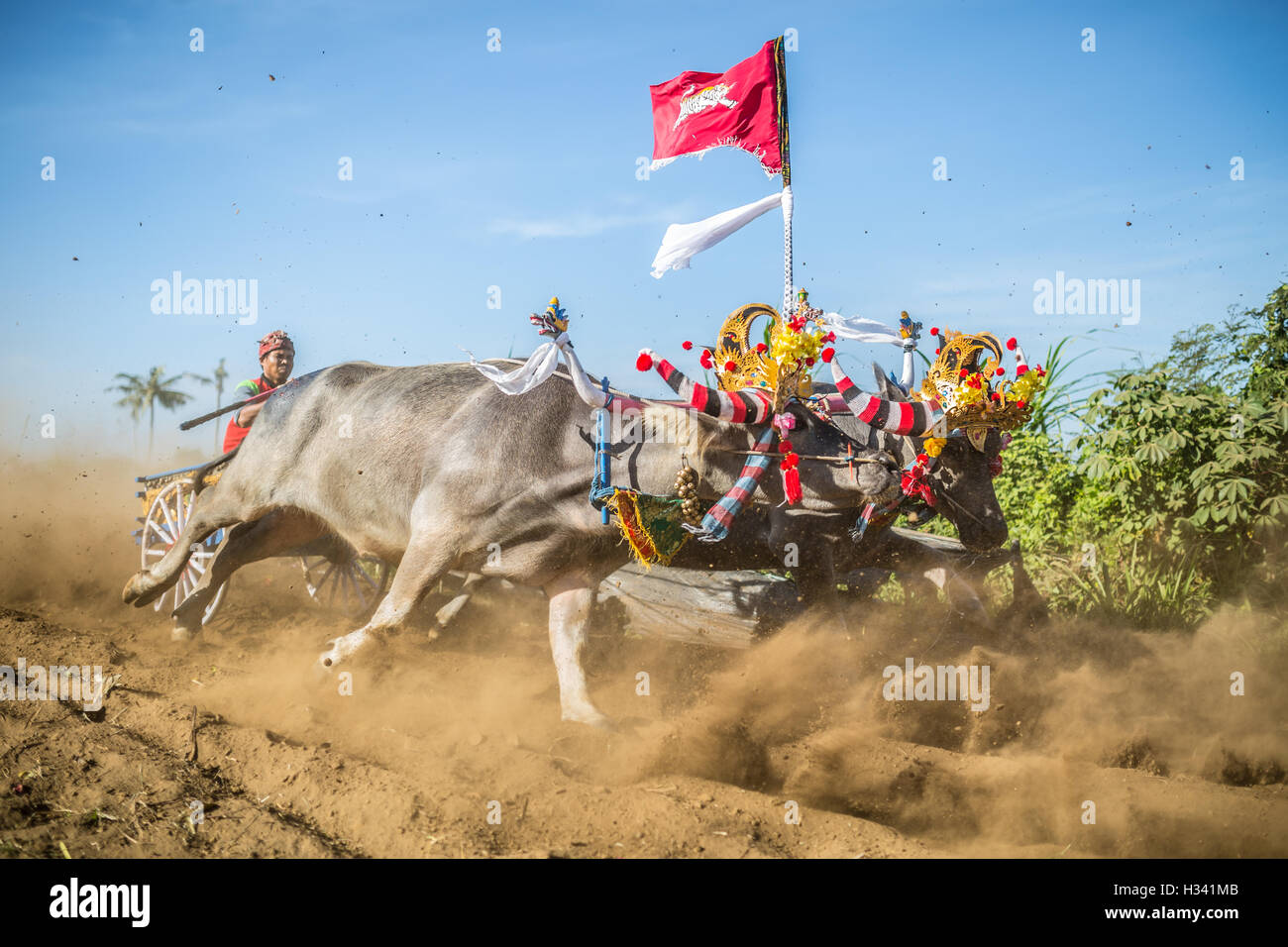 BALI, INDONESIA - SEPTEMBER 11: Traditional buffalo race known as ...