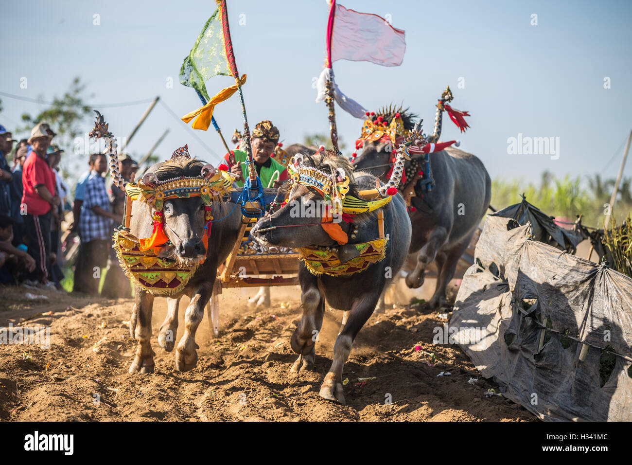 BALI, INDONESIA - SEPTEMBER 11: Traditional buffalo race known as ...