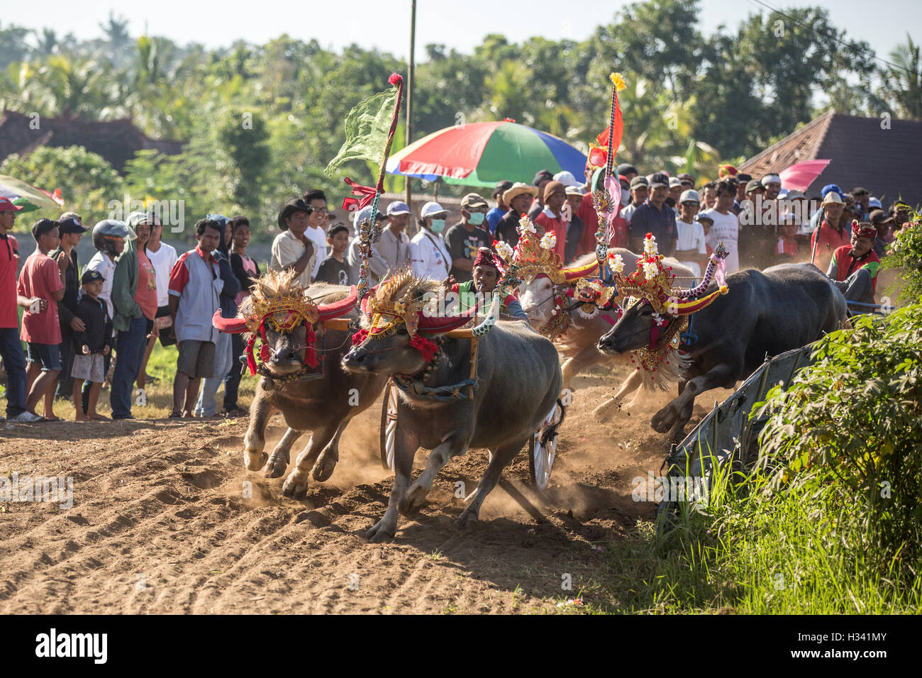 BALI, INDONESIA - SEPTEMBER 11: Traditional buffalo race known as ...