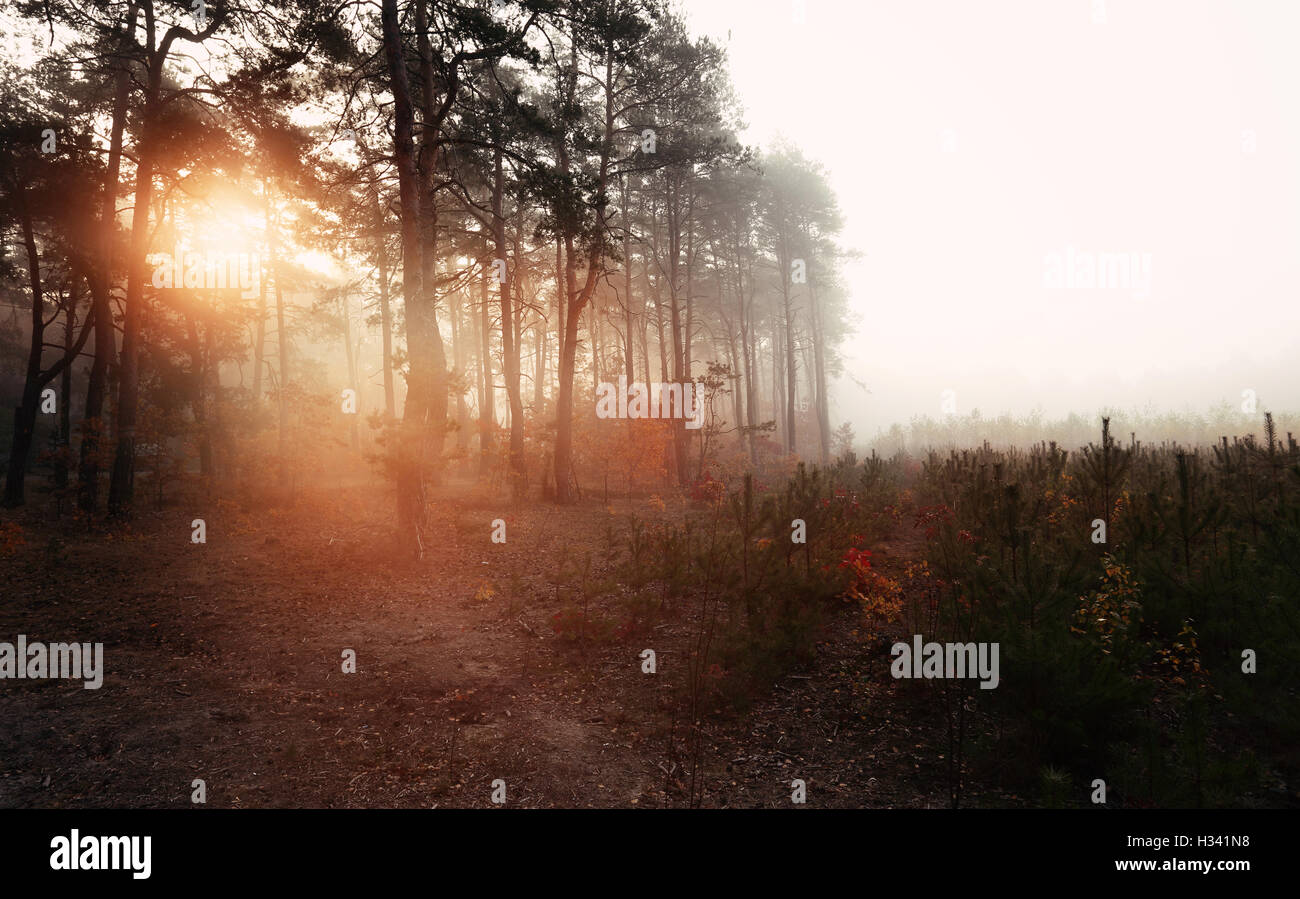 Autumn forest morning Stock Photo - Alamy