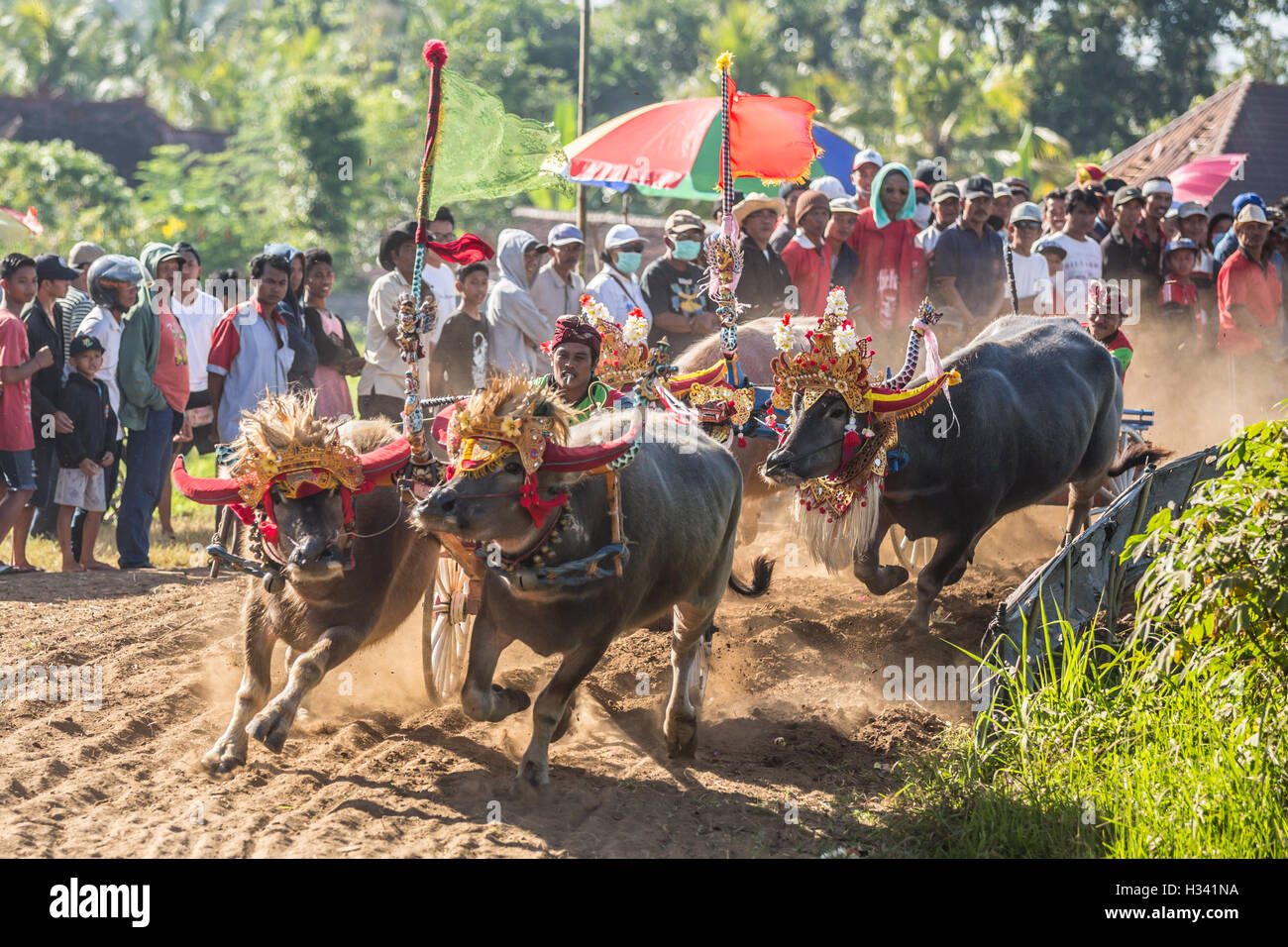 BALI, INDONESIA - SEPTEMBER 11: Traditional buffalo race known as ...