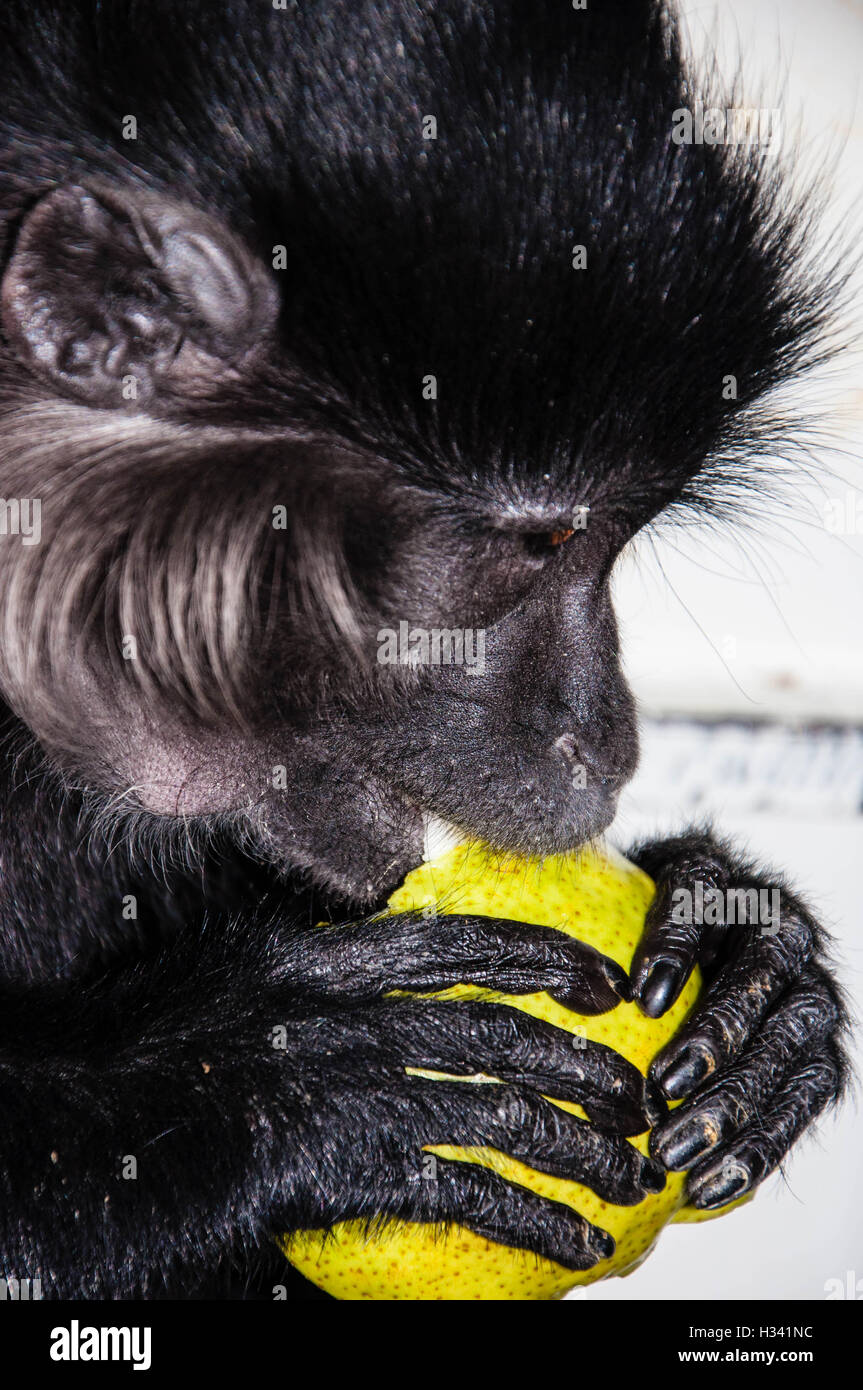 Monkey for breakfast eats ripe and juicy fruits Stock Photo - Alamy