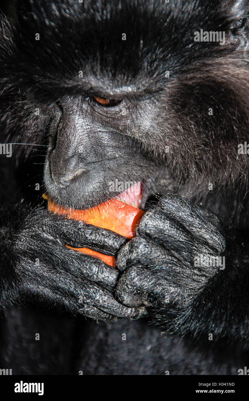 Monkey for breakfast eats ripe and juicy fruits Stock Photo - Alamy