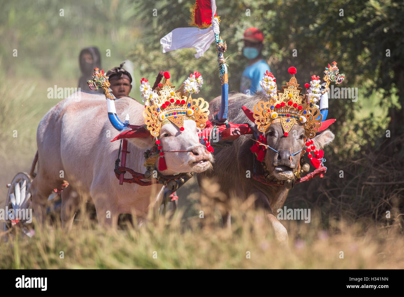 BALI, INDONESIA - SEPTEMBER 11: Traditional buffalo race known as ...