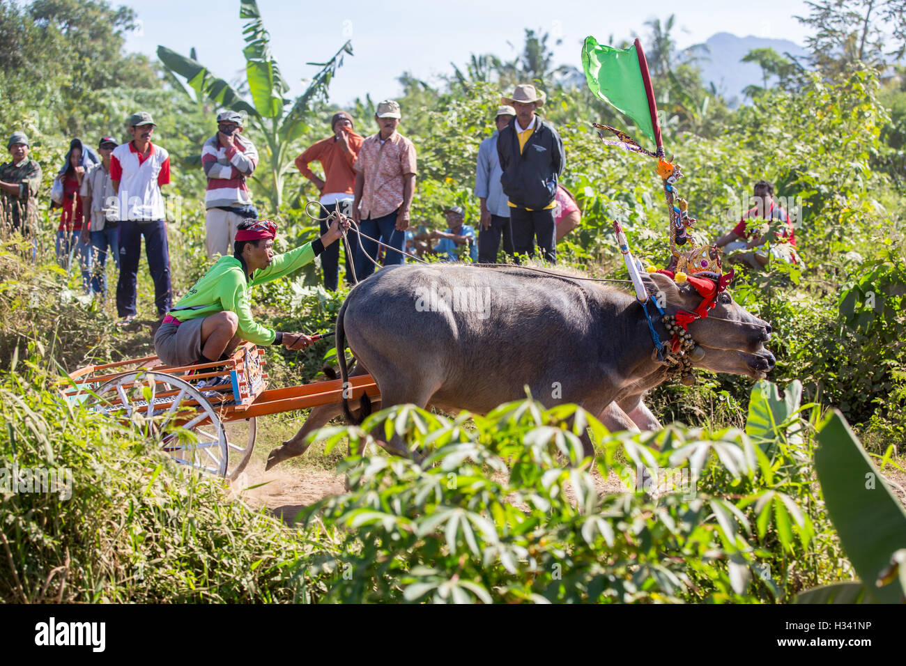 BALI, INDONESIA - SEPTEMBER 11: Traditional buffalo race known as ...