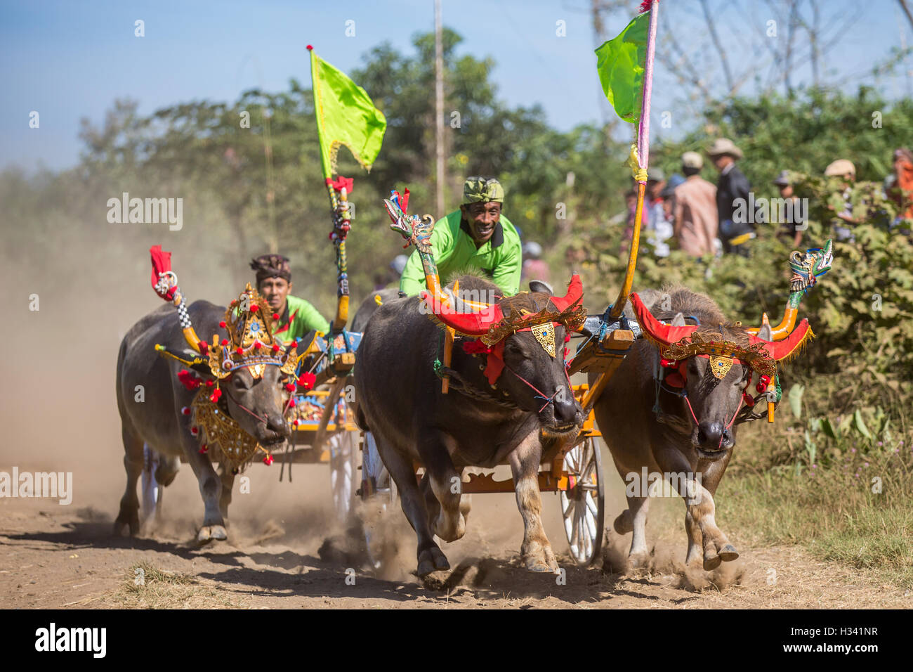 BALI, INDONESIA - SEPTEMBER 11: Traditional buffalo race known as ...