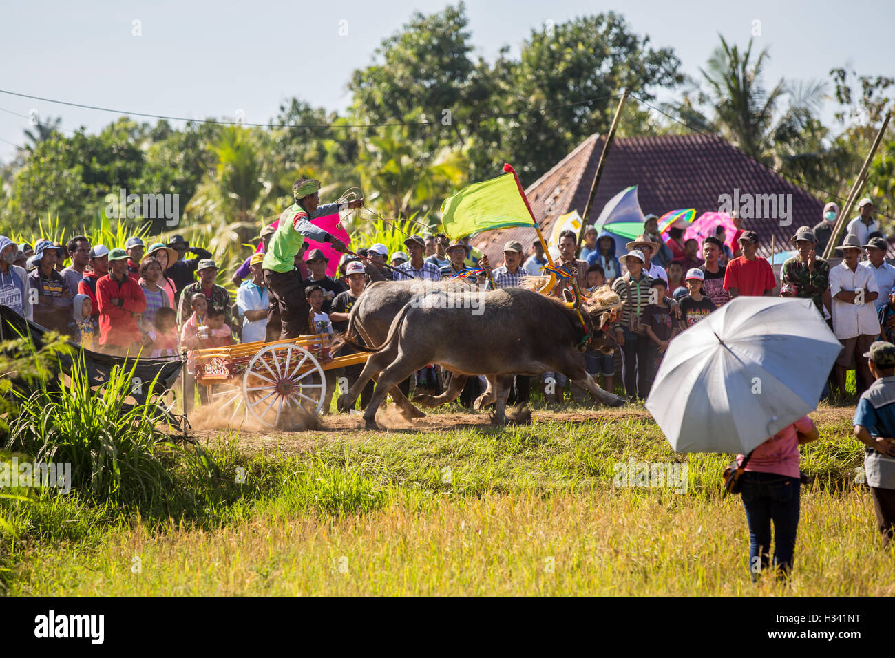BALI, INDONESIA - SEPTEMBER 11: Traditional buffalo race known as ...