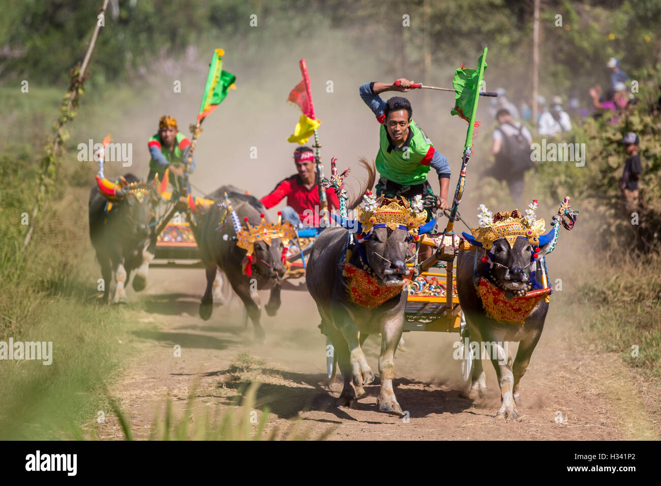 BALI, INDONESIA - SEPTEMBER 11: Traditional buffalo race known as ...