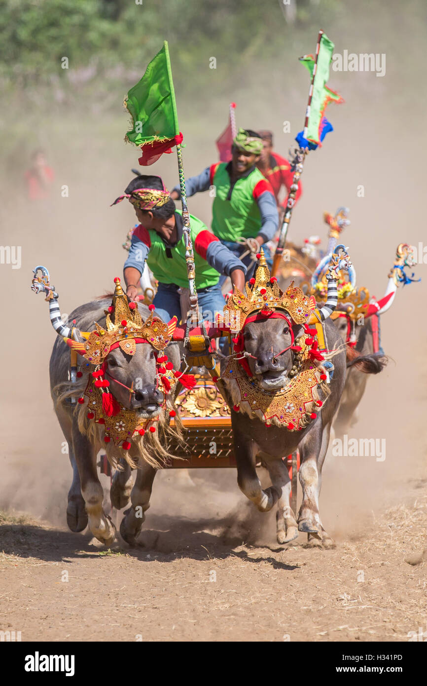 BALI, INDONESIA - SEPTEMBER 11: Traditional buffalo race known as ...