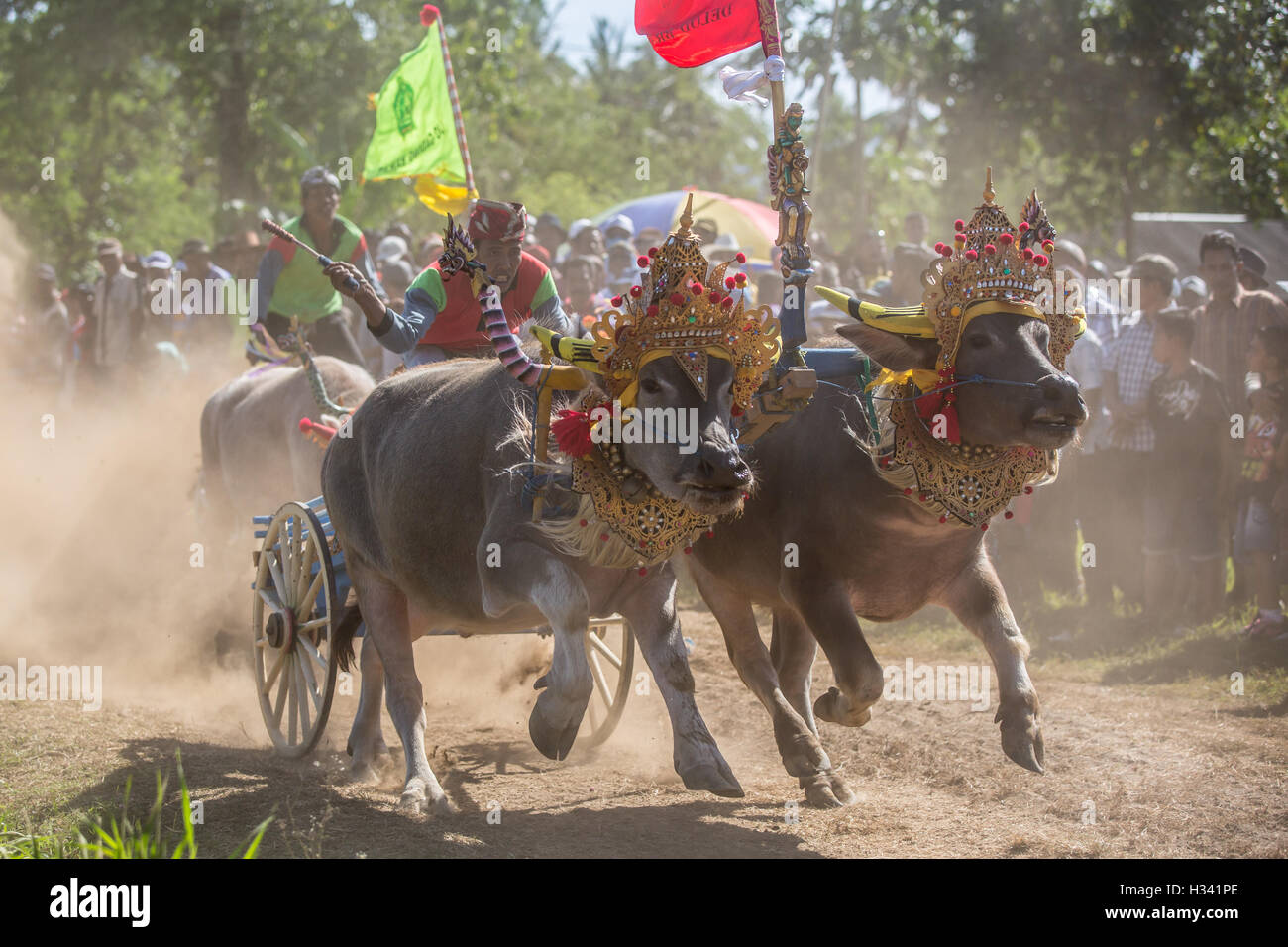 BALI, INDONESIA - SEPTEMBER 11: Traditional buffalo race known as ...