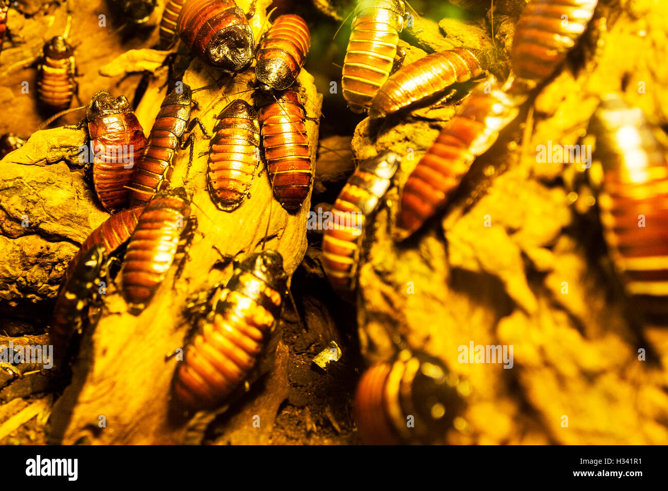 Hissing cockroaches cockroach infestation The Madagascar hissing ...