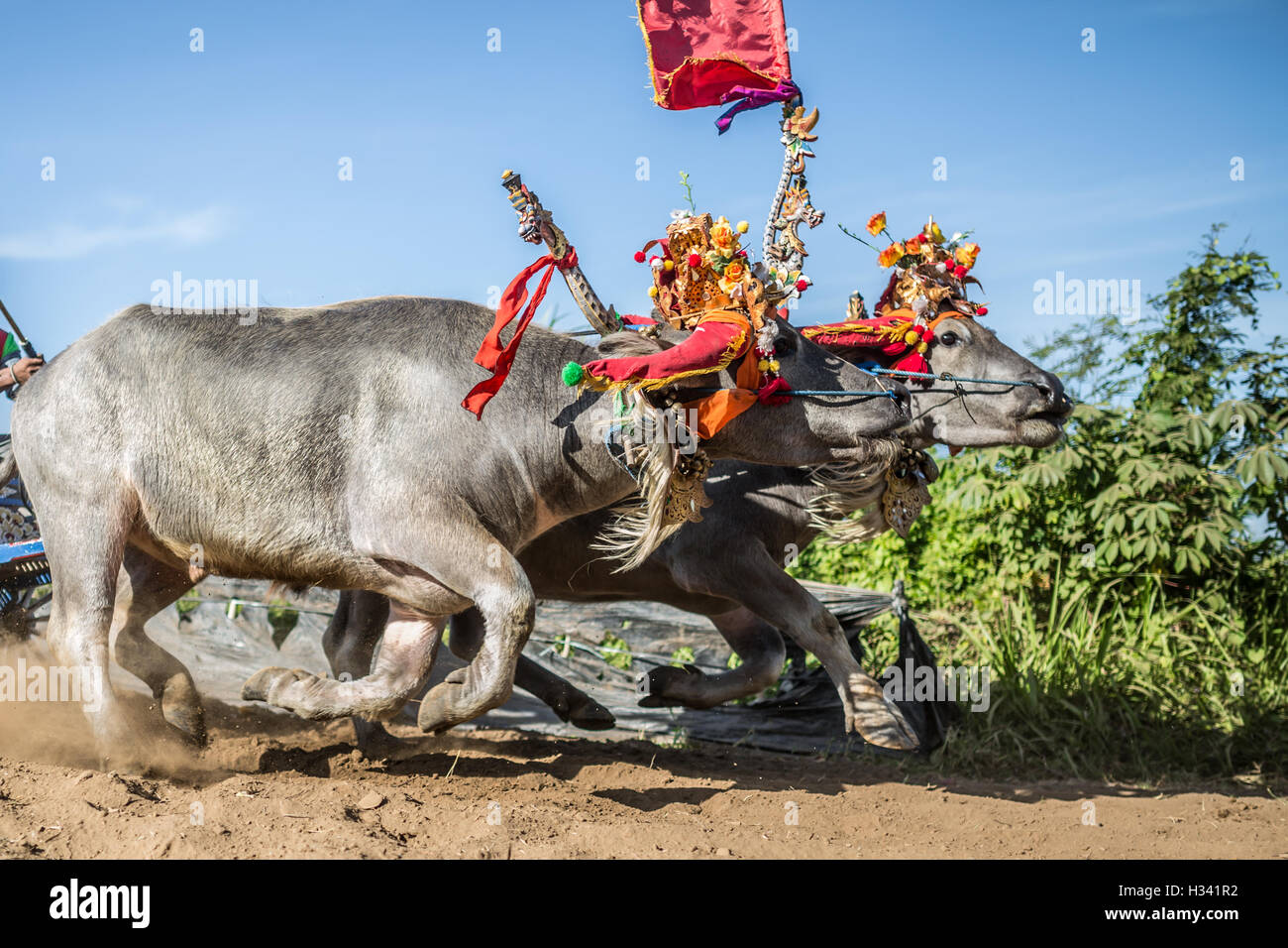 BALI, INDONESIA - SEPTEMBER 11: Traditional buffalo race known as ...