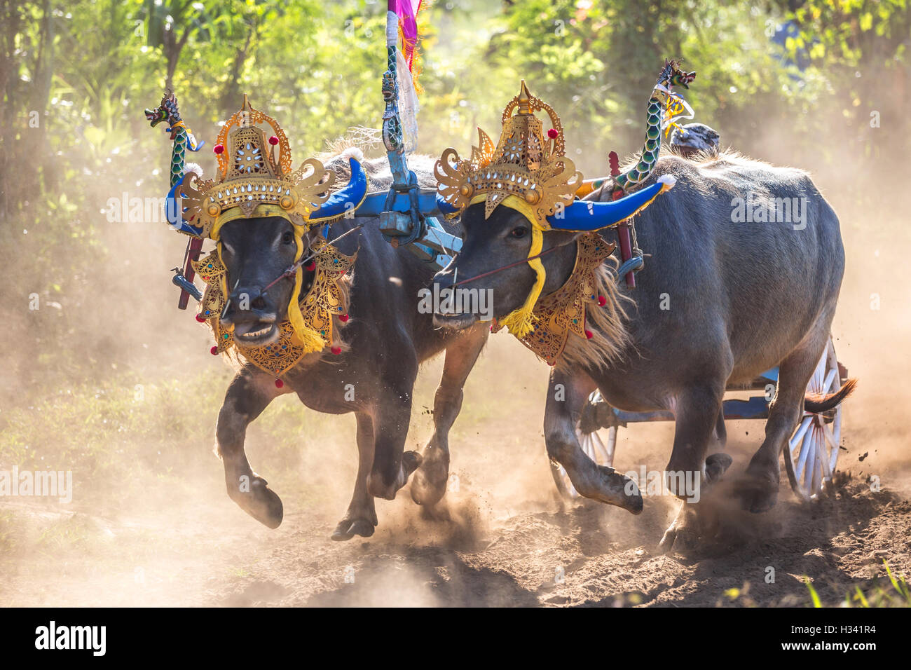 BALI, INDONESIA - SEPTEMBER 11: Traditional buffalo race known as ...