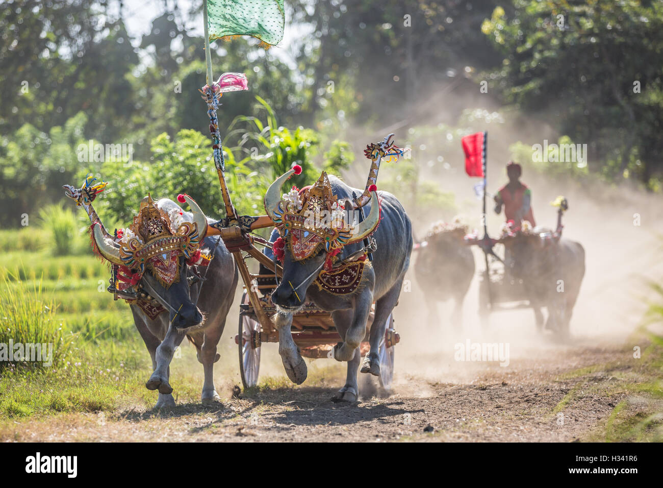 BALI, INDONESIA - SEPTEMBER 11: Traditional buffalo race known as ...