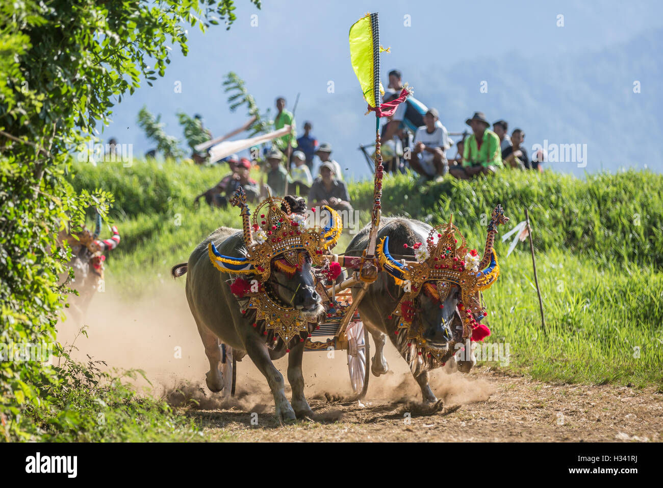 BALI, INDONESIA - SEPTEMBER 11: Traditional buffalo race known as ...