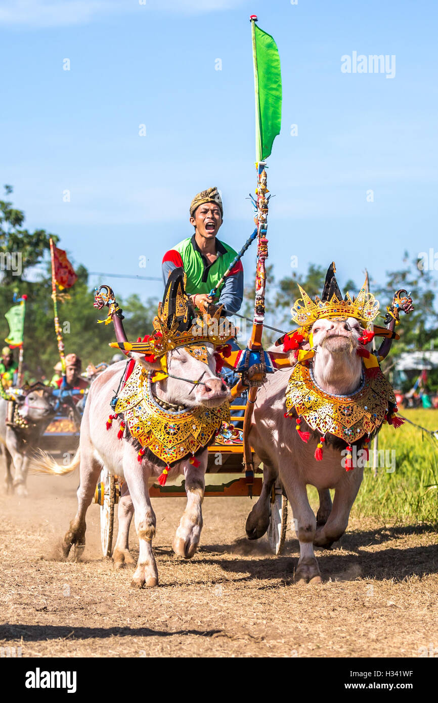 BALI, INDONESIA - SEPTEMBER 11: Traditional buffalo race known as ...