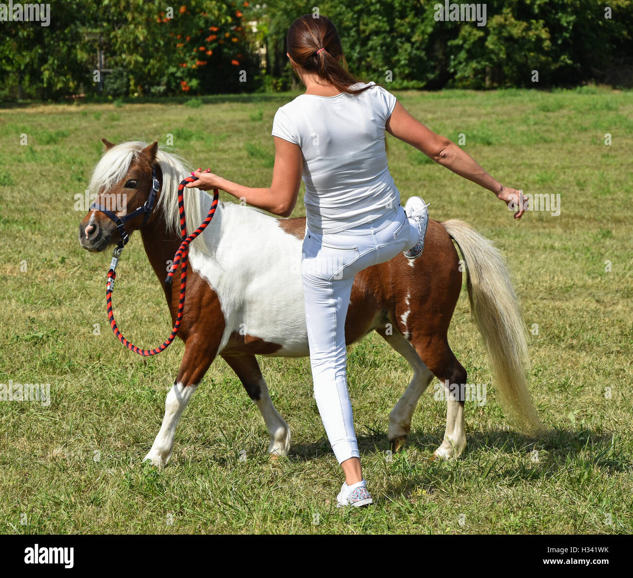 Pony horse in training outdoors Stock Photo - Alamy