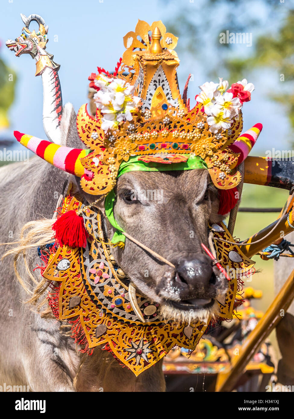 BALI, INDONESIA - SEPTEMBER 11: Traditional buffalo race known as ...