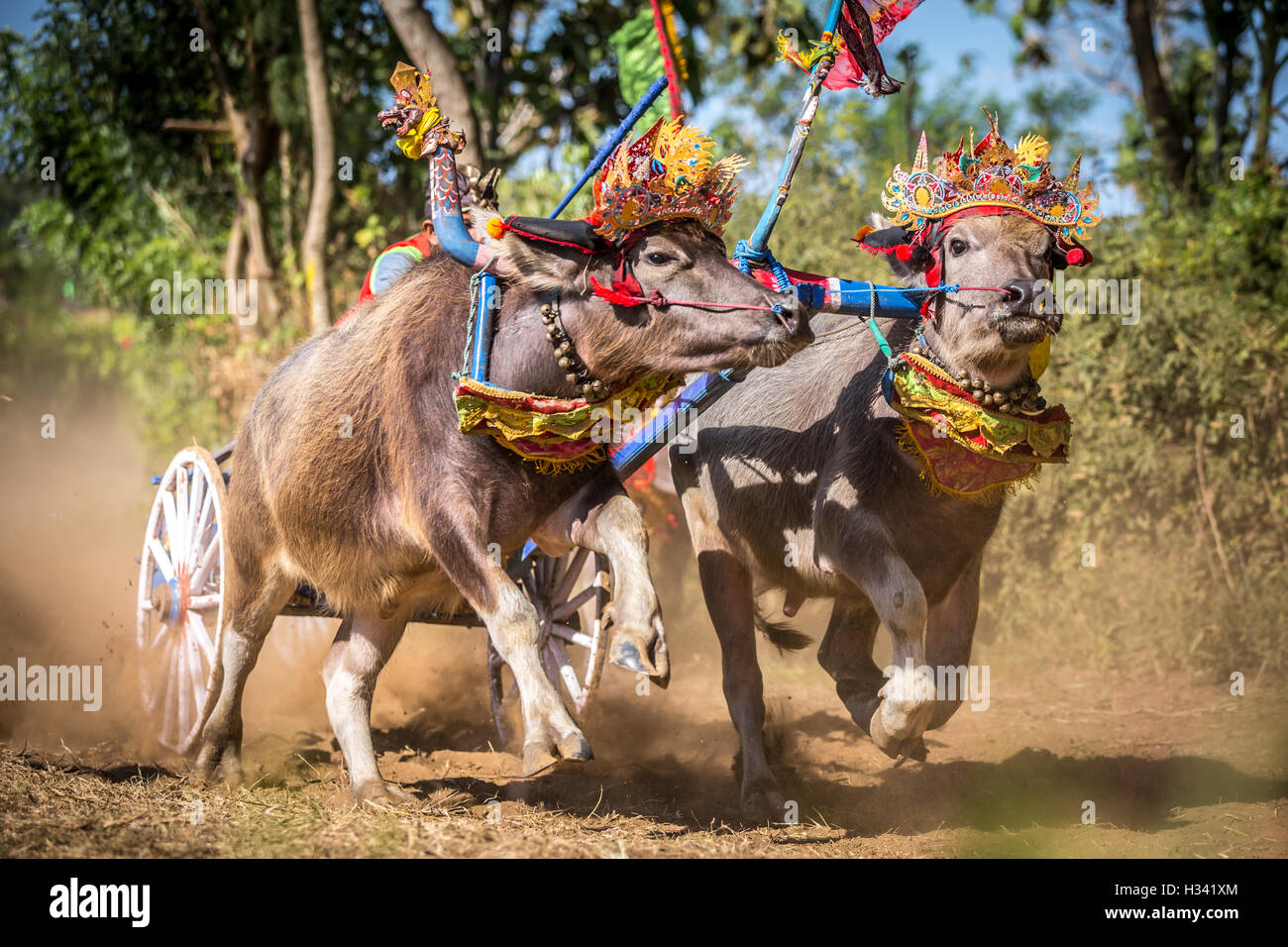 BALI, INDONESIA - SEPTEMBER 11: Traditional buffalo race known as ...