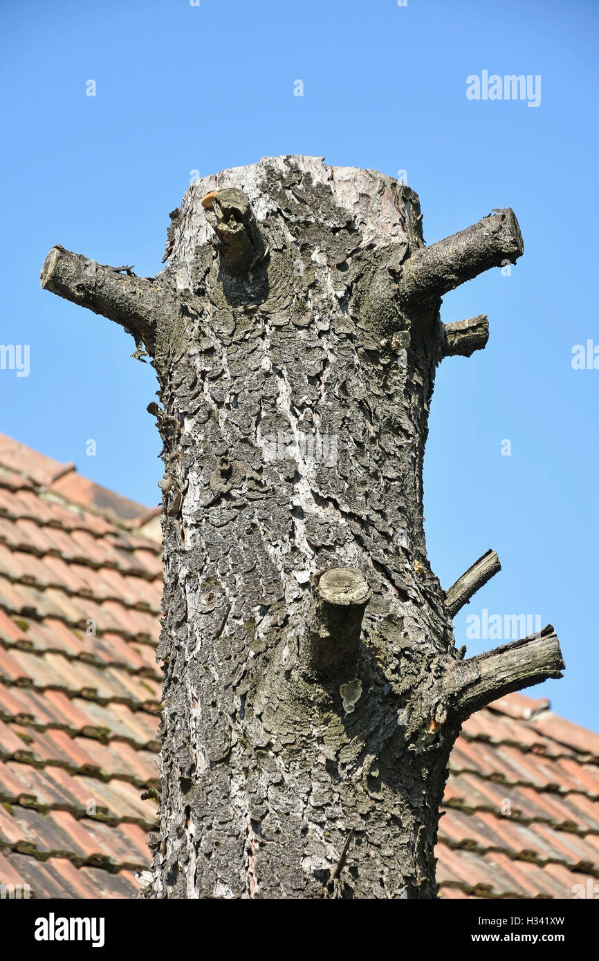 Truncated tree trunk next to a house roof Stock Photo - Alamy