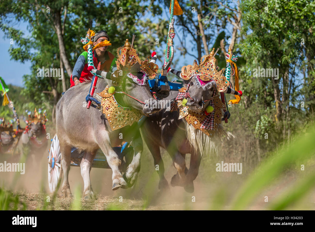 BALI, INDONESIA - SEPTEMBER 11: Traditional buffalo race known as ...