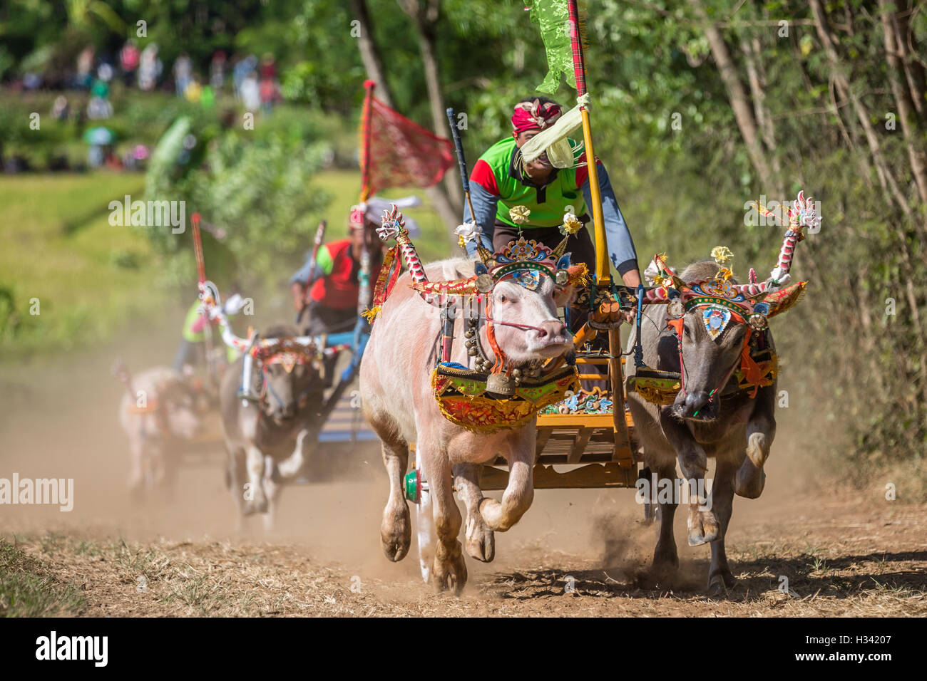 BALI, INDONESIA - SEPTEMBER 11: Traditional buffalo race known as ...
