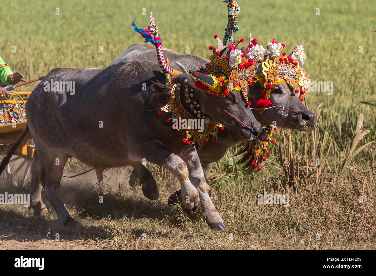BALI, INDONESIA - SEPTEMBER 11: Traditional buffalo race known as ...