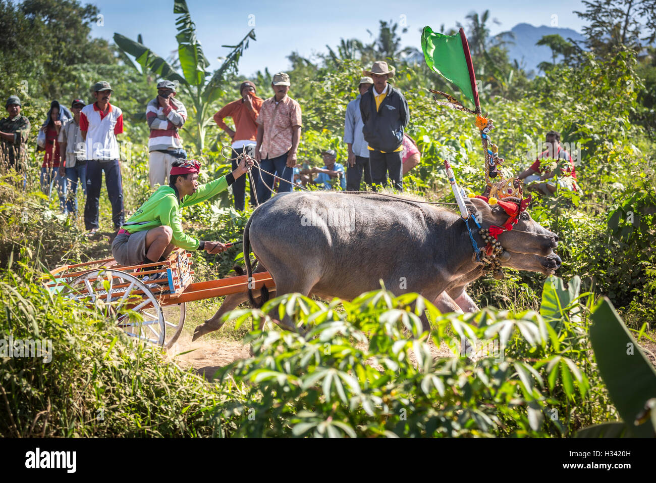 BALI, INDONESIA - SEPTEMBER 11: Traditional buffalo race known as ...