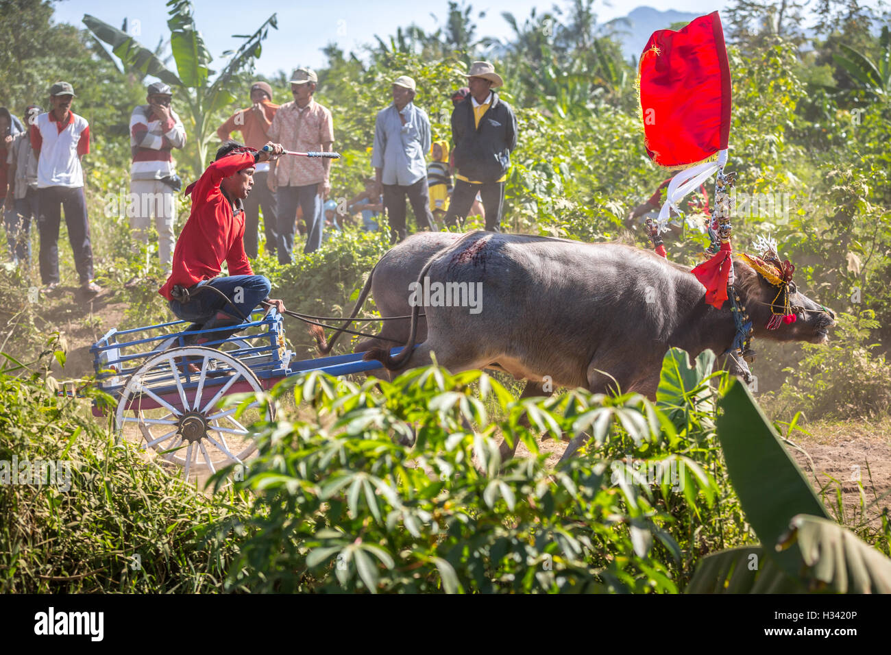 BALI, INDONESIA - SEPTEMBER 11: Traditional buffalo race known as ...