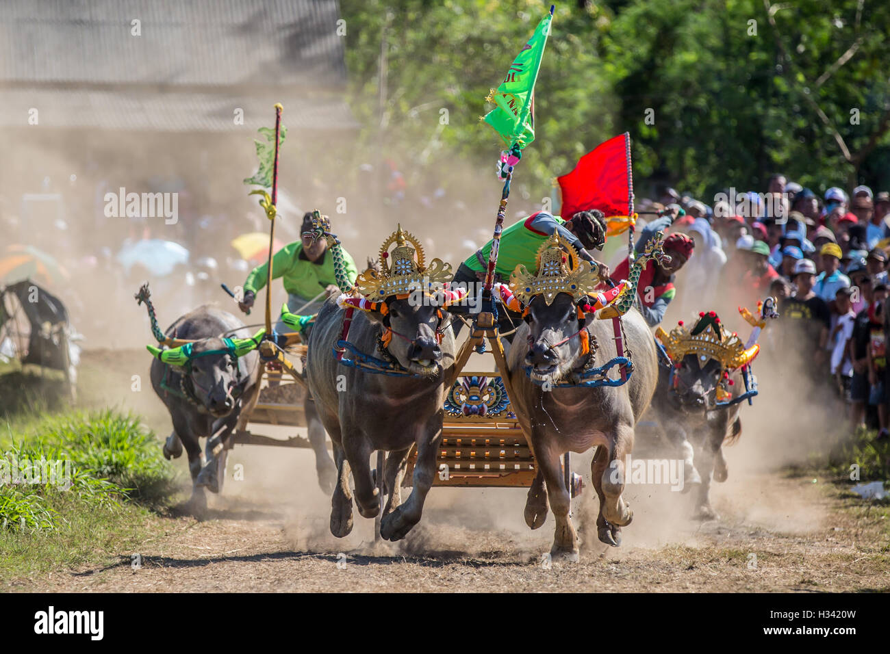 BALI, INDONESIA - SEPTEMBER 11: Traditional buffalo race known as ...