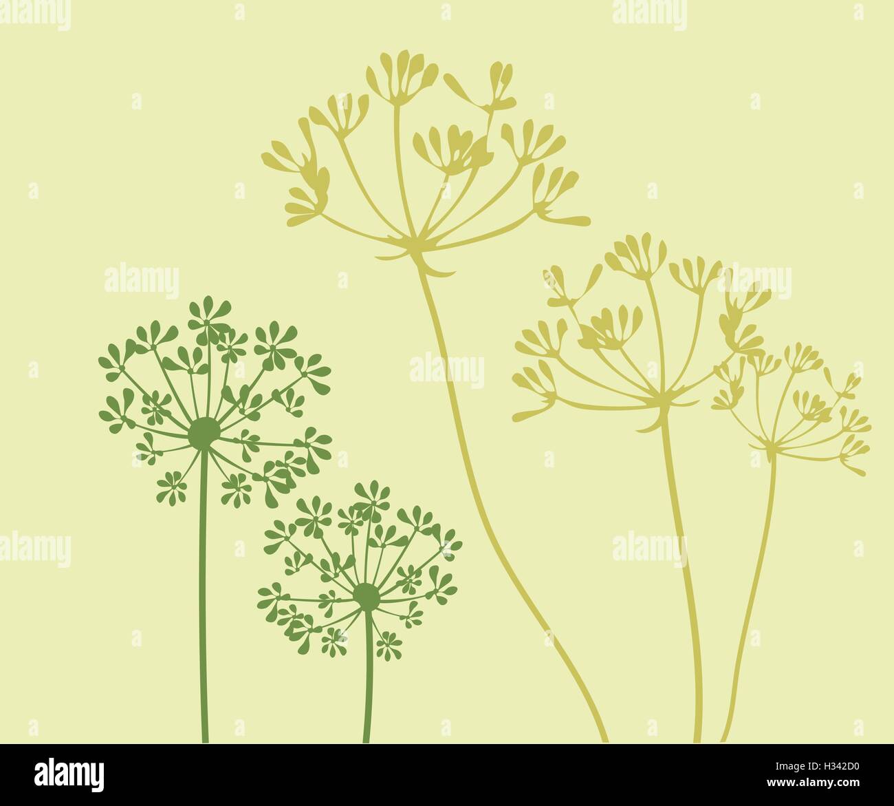 vector illustration of fennel flower background Stock Vector Image ...