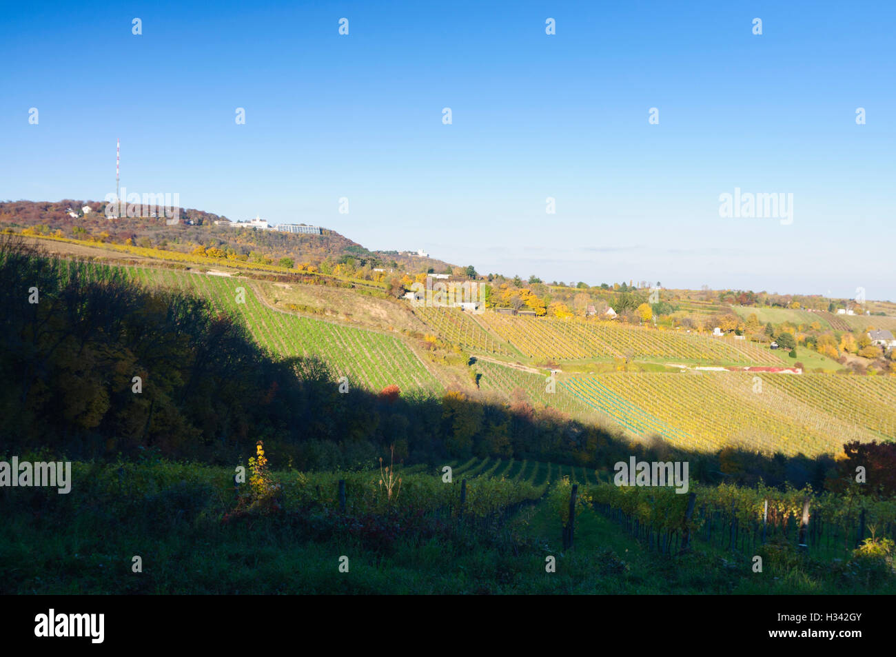 Wien, Vienna: Vineyards in Grinzing with view to Kahlenberg and ...