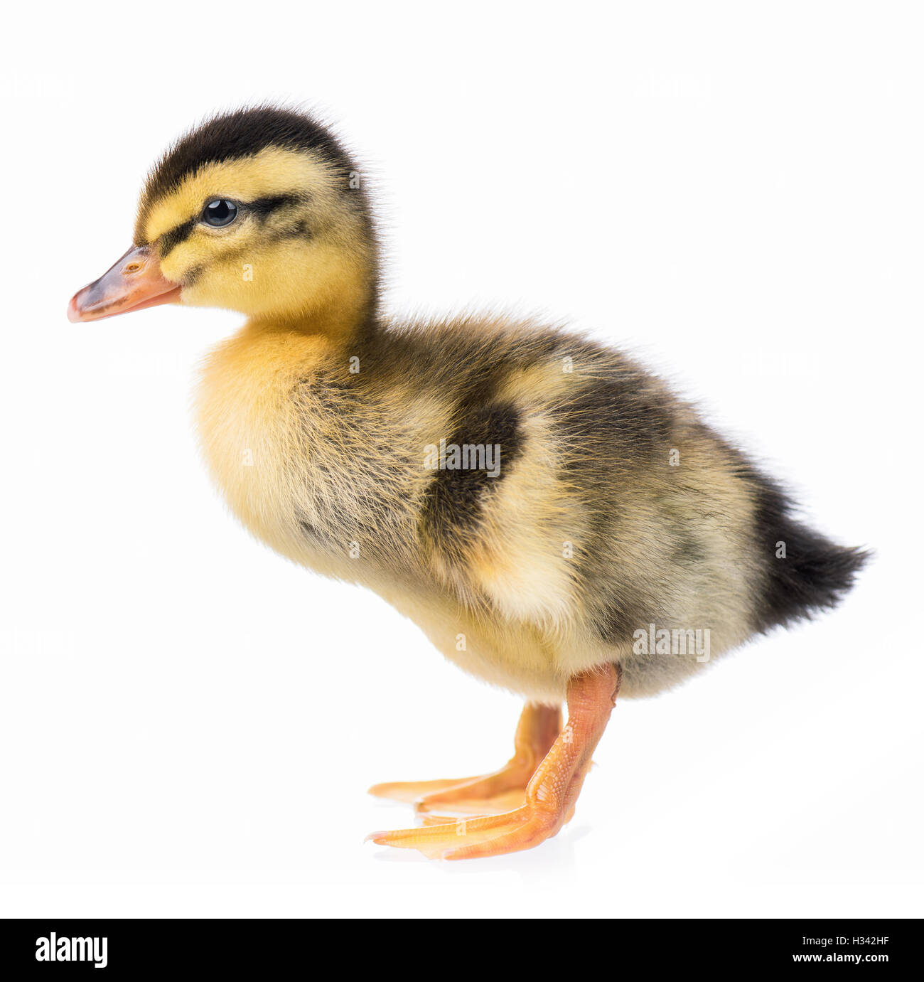 Cute newborn duckling Stock Photo - Alamy