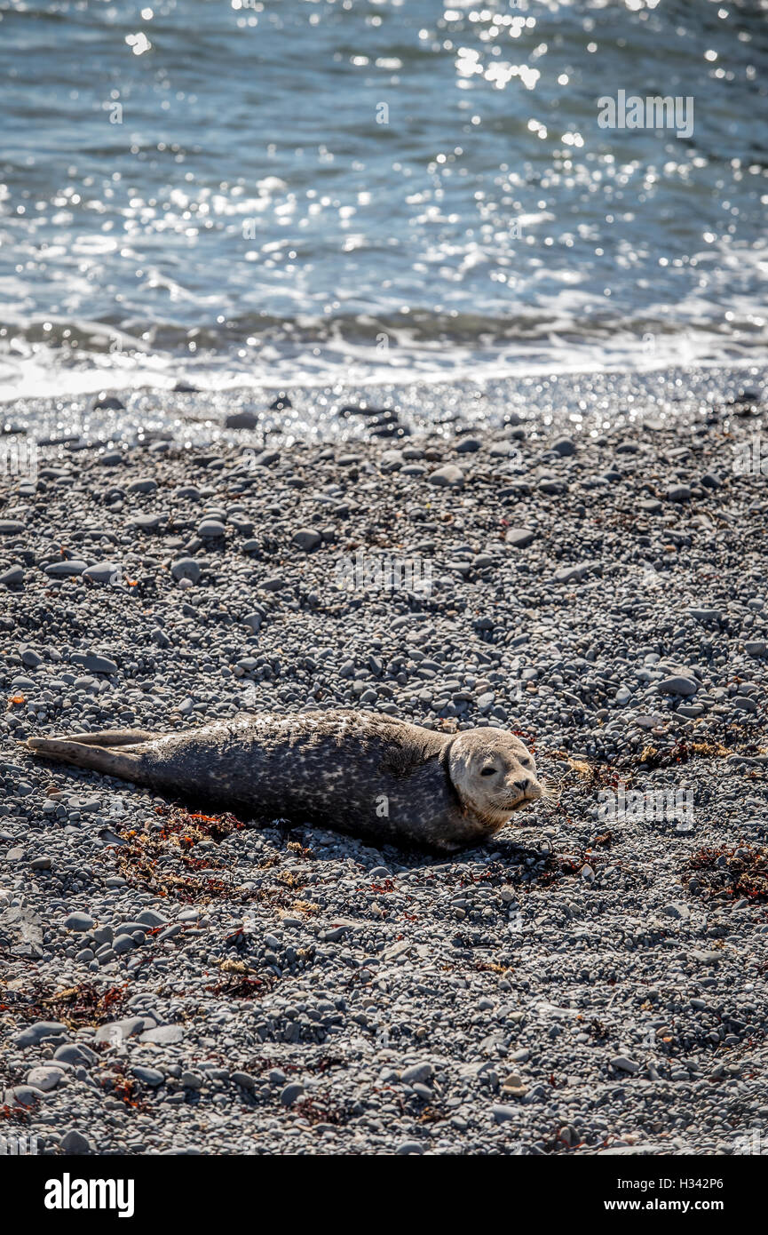 Hard skin on stomach hi-res stock photography and images - Alamy