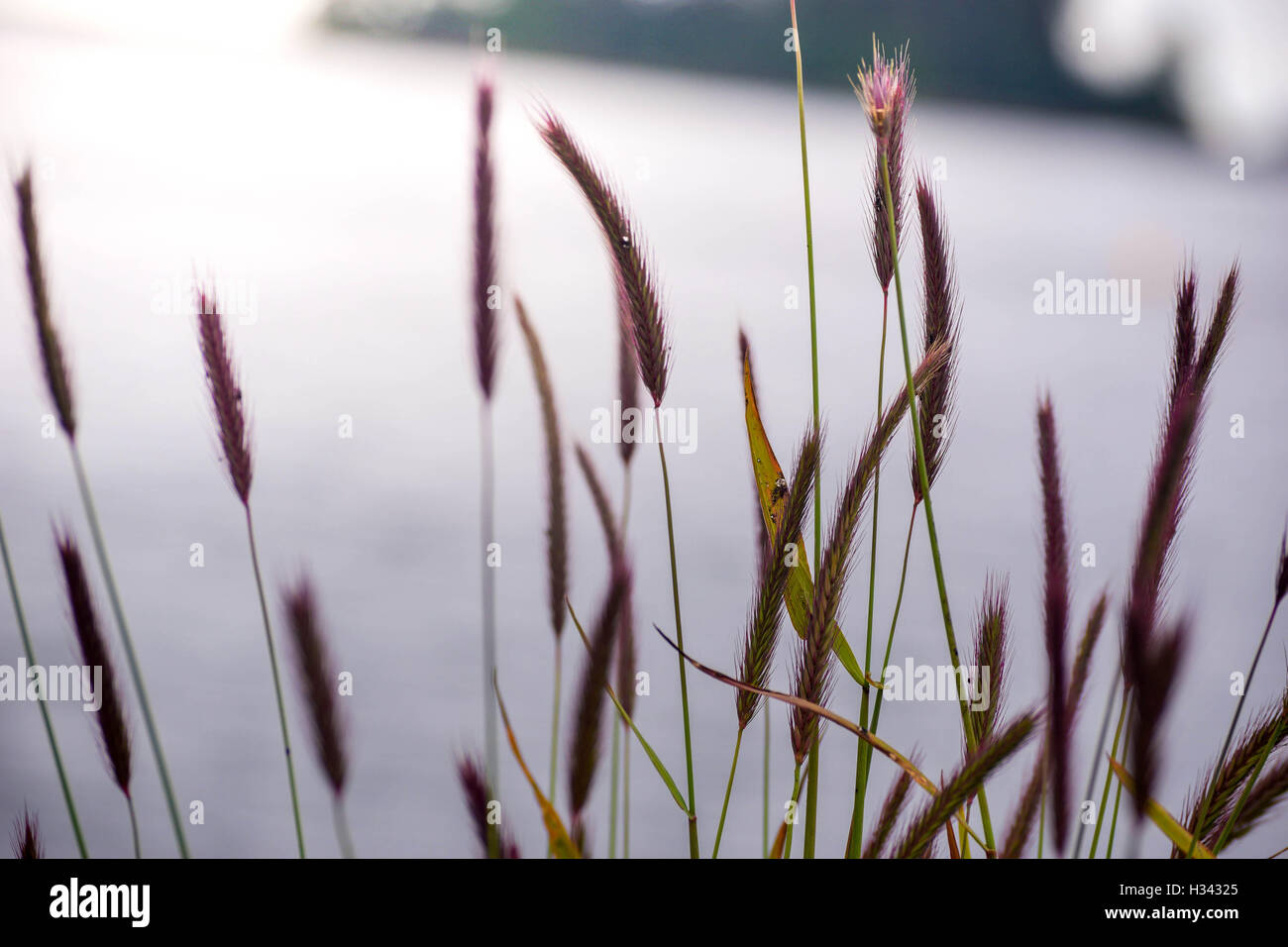 Cattails and reeds hi-res stock photography and images - Alamy