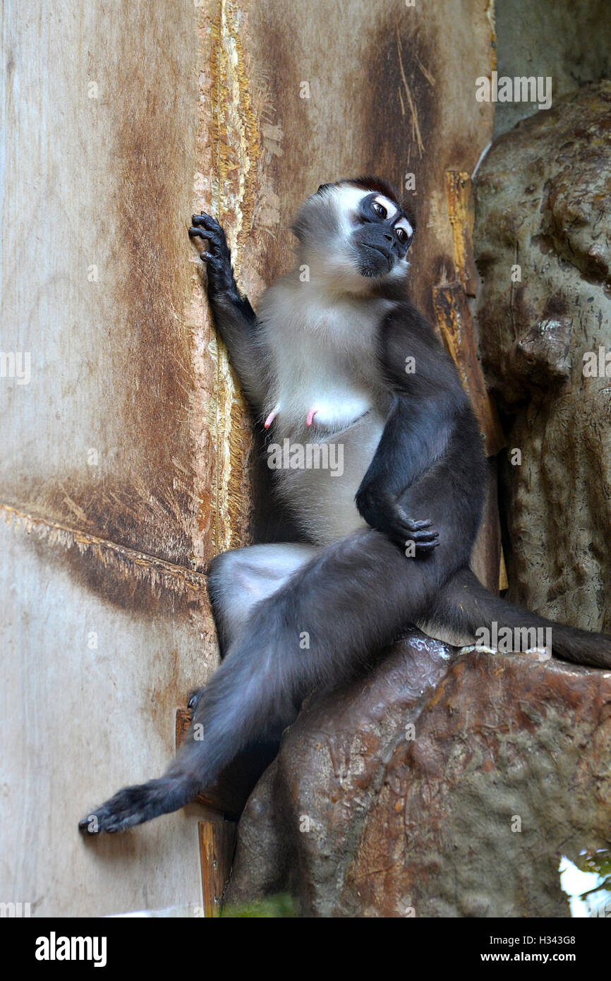 The monkey as a model Stock Photo - Alamy
