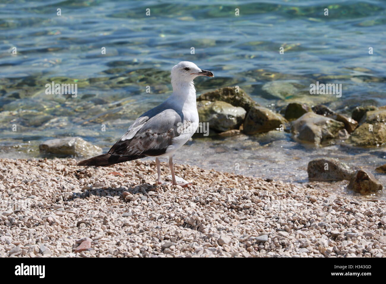 Seagull natural habitat hi-res stock photography and images - Alamy