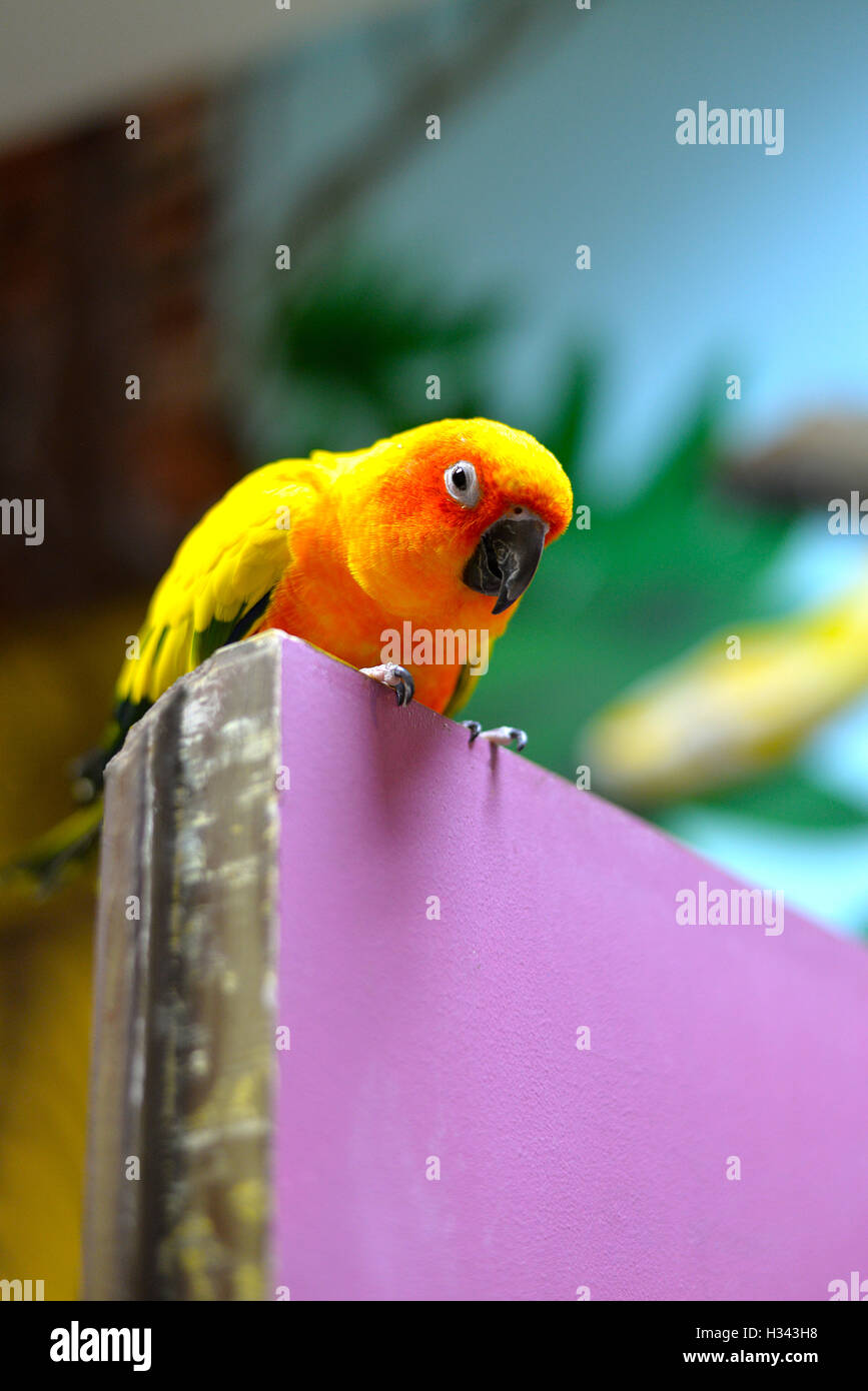 Sun bird parrot Stock Photo - Alamy
