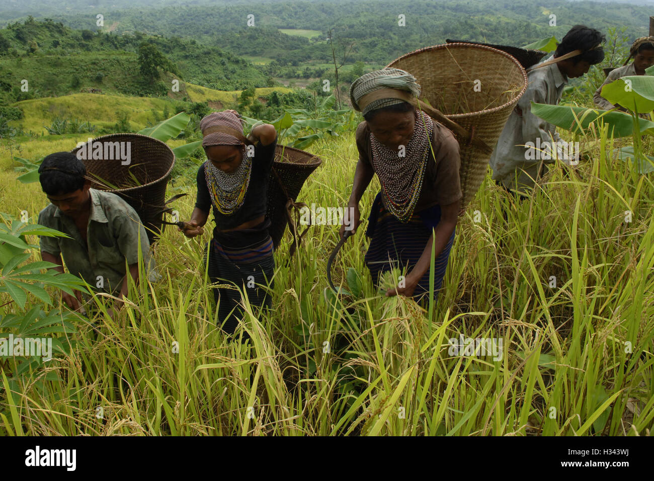 Bangladeshi indigenous farmers are busy harvesting jhum rice from the ...